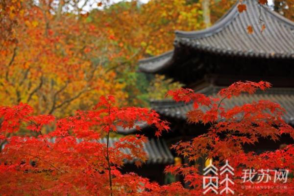 新发现！栖霞山乾隆行宫建筑遗址 碑文真实描绘当时秀丽景色