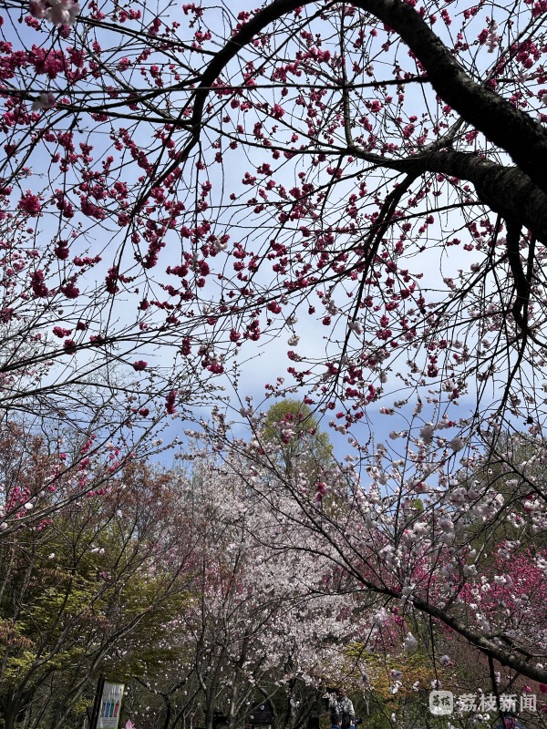 春色无边：南京栖霞山桃花盛开 “五宝花桃”如云似霞