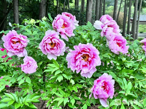 人间最美四月天：国色天香！花开时节动金陵