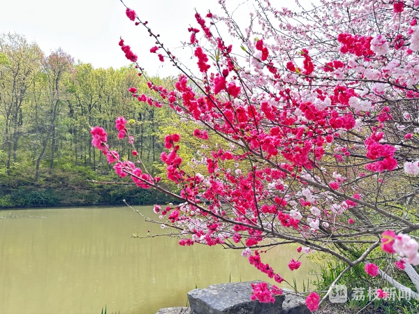 春色无边：南京栖霞山桃花盛开 “五宝花桃”如云似霞
