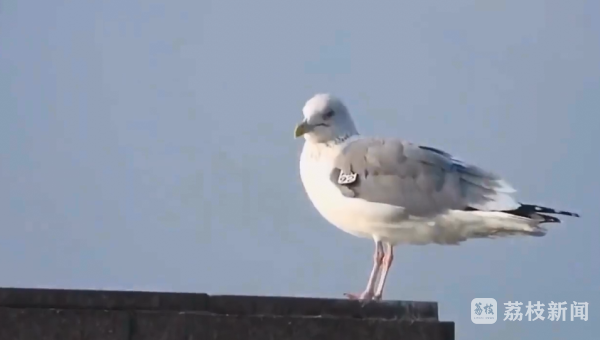 飞越2500公里 蒙古银鸥AN92如期“赴约”老朋友